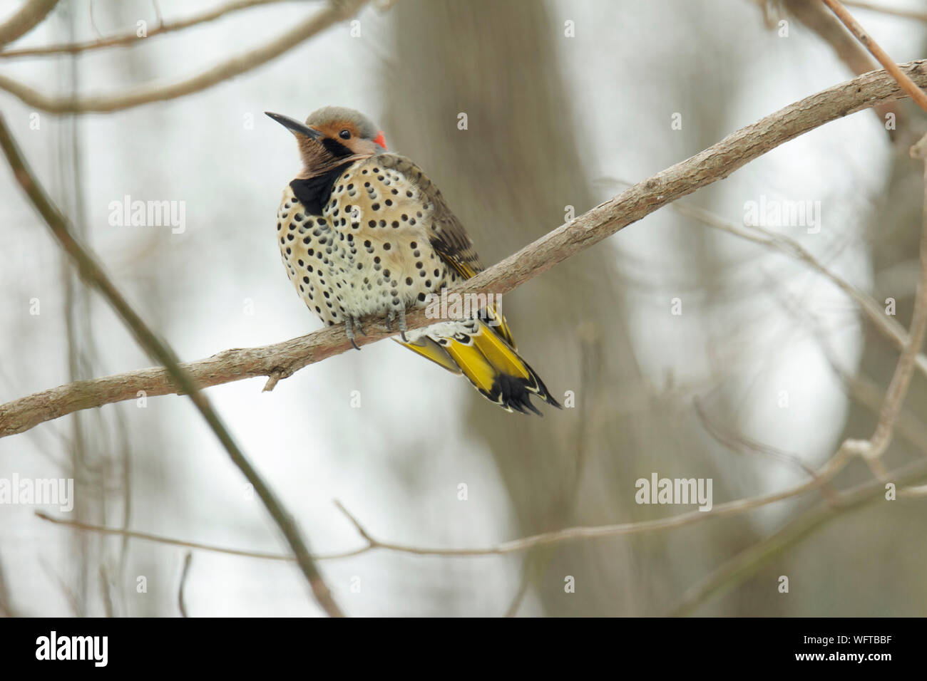 Northern flicker bird hi-res stock photography and images - Alamy