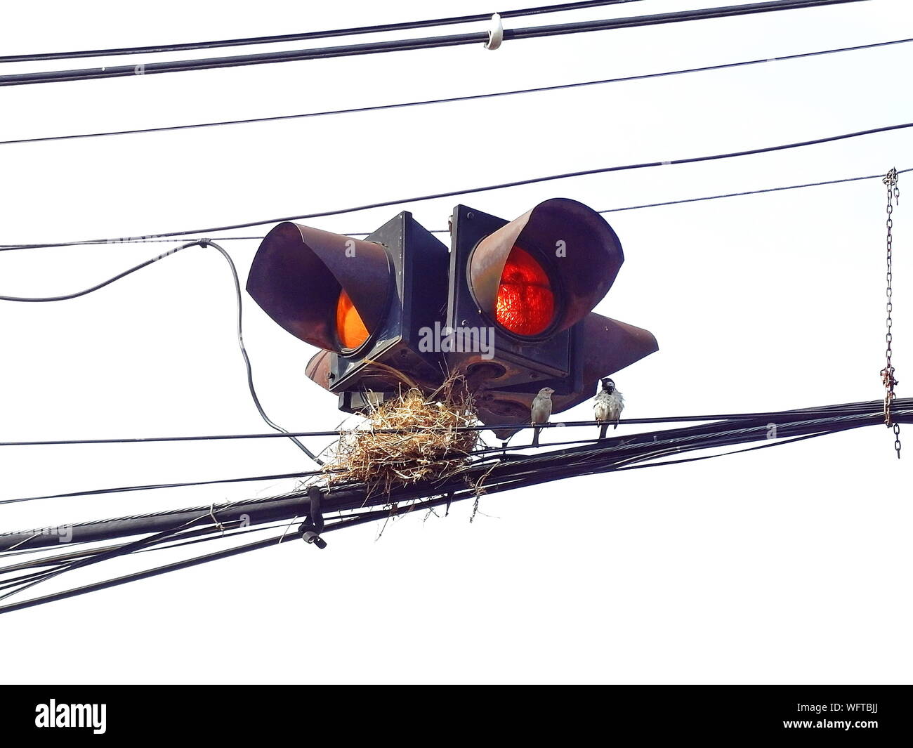 Traffic light nest hi-res stock photography and images - Alamy