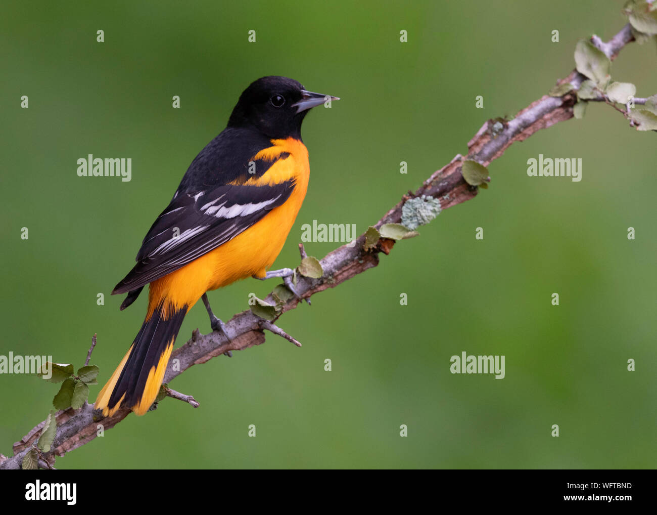 Baltimore Orioles at water drip during spring migration in Galveston ...