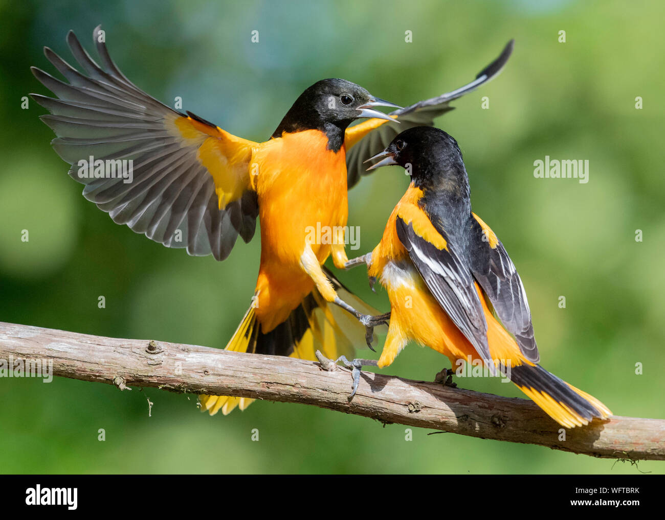 Baltimore Orioles at water drip during spring migration in Galveston ...