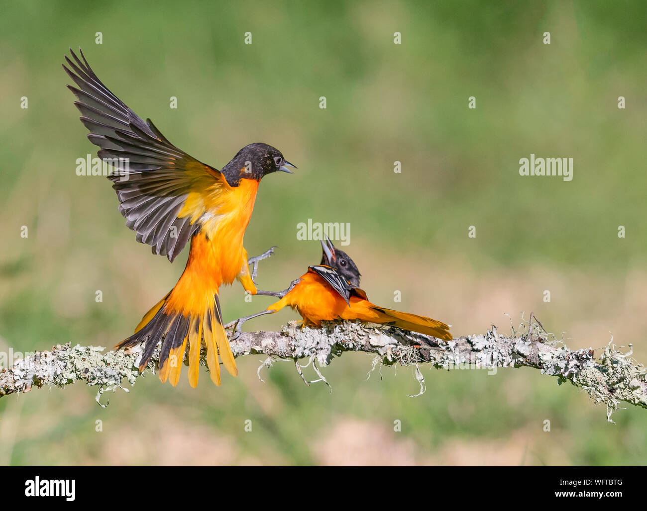 Baltimore Orioles at water drip during spring migration in Galveston ...