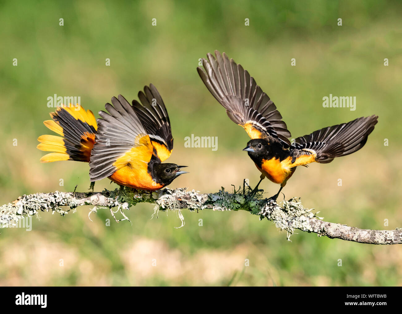 Baltimore Orioles at water drip during spring migration in Galveston ...