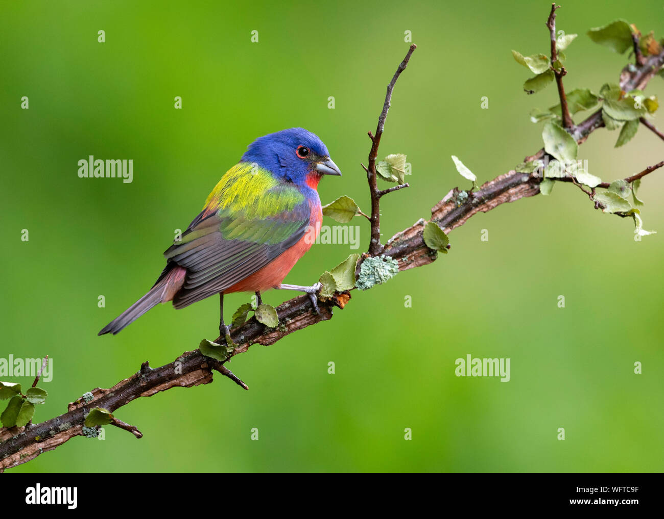 Painted Bunting on perch at water drip in Galveston Texas Stock Photo ...
