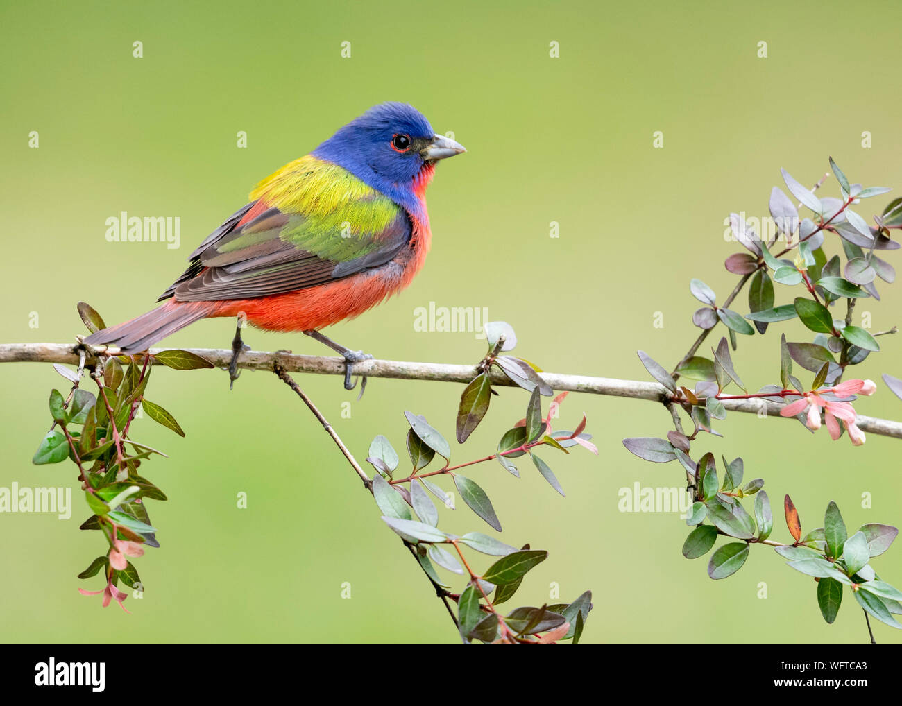 Bird painted bunting hi-res stock photography and images - Alamy