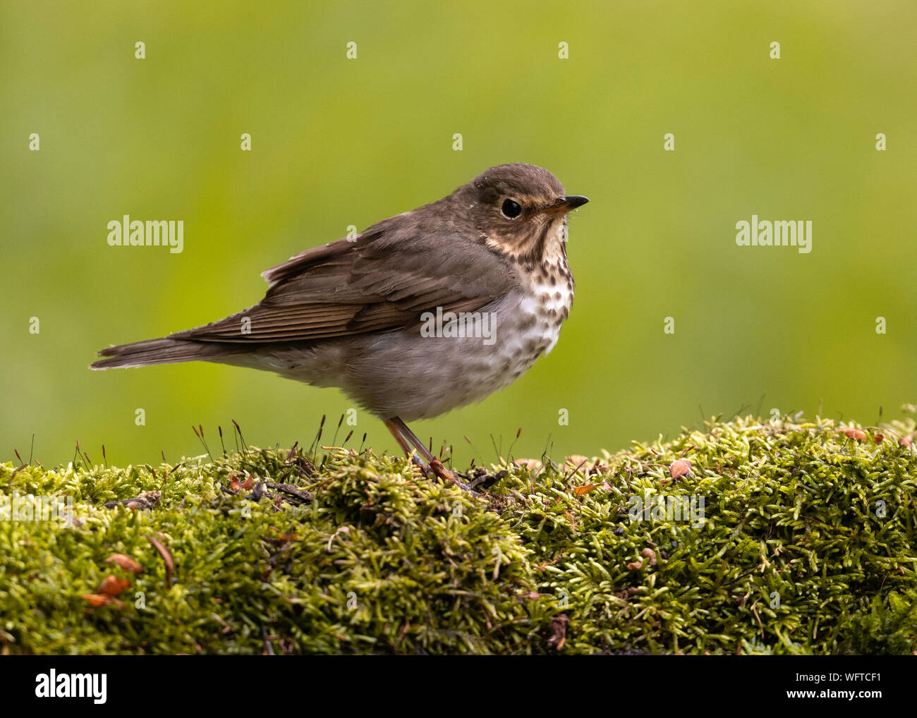 Swainson' Thrush at water drip during spring migration in Galveston ...