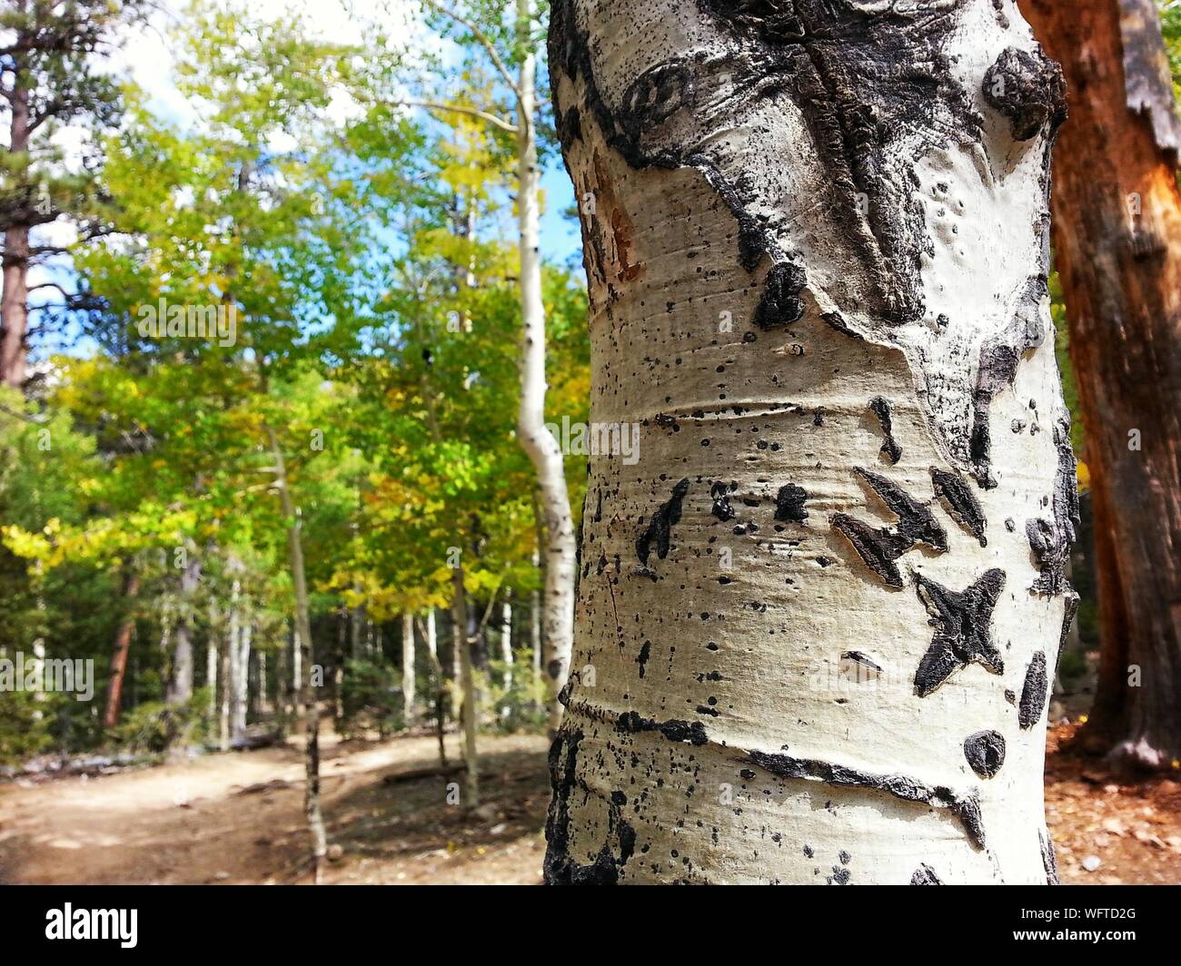 Tree markings hi-res stock photography and images - Alamy