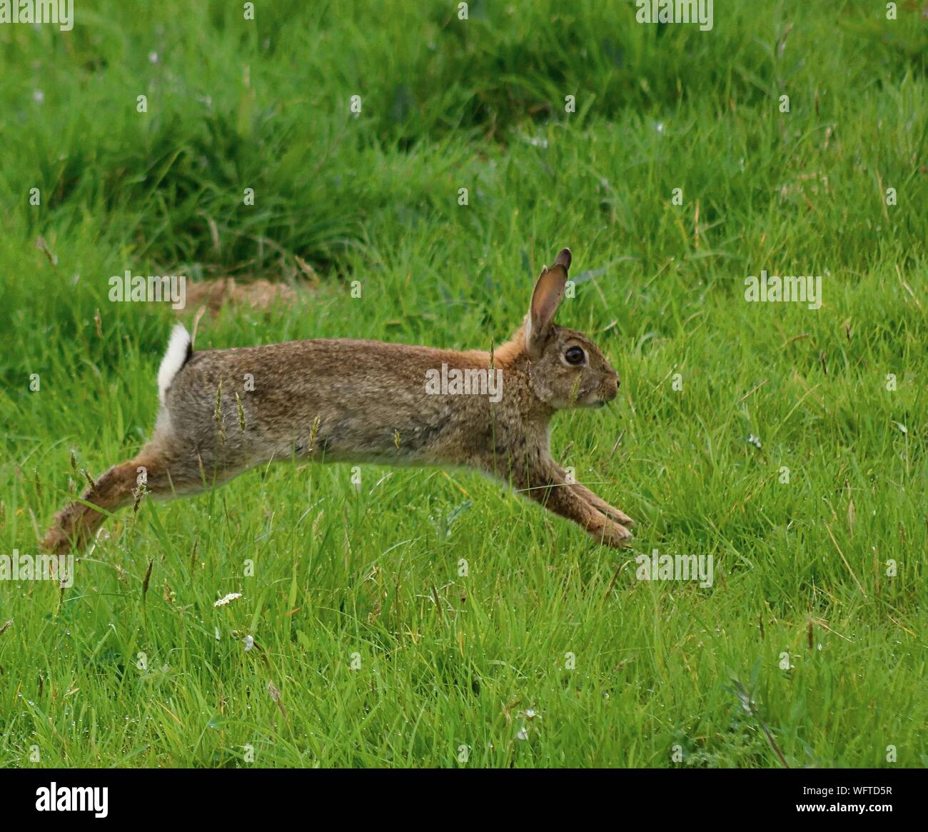 Rabbit running in grass hi-res stock photography and images - Alamy