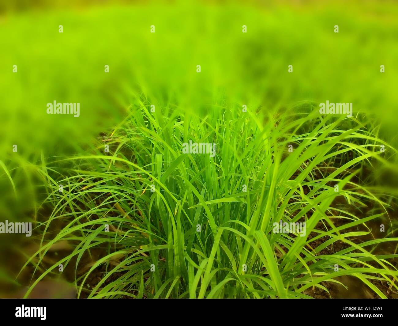 Tuft Of Grass High Resolution Stock Photography and Images - Alamy