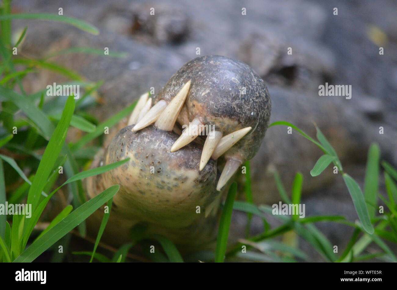 Crocodile teeth hi-res stock photography and images - Alamy