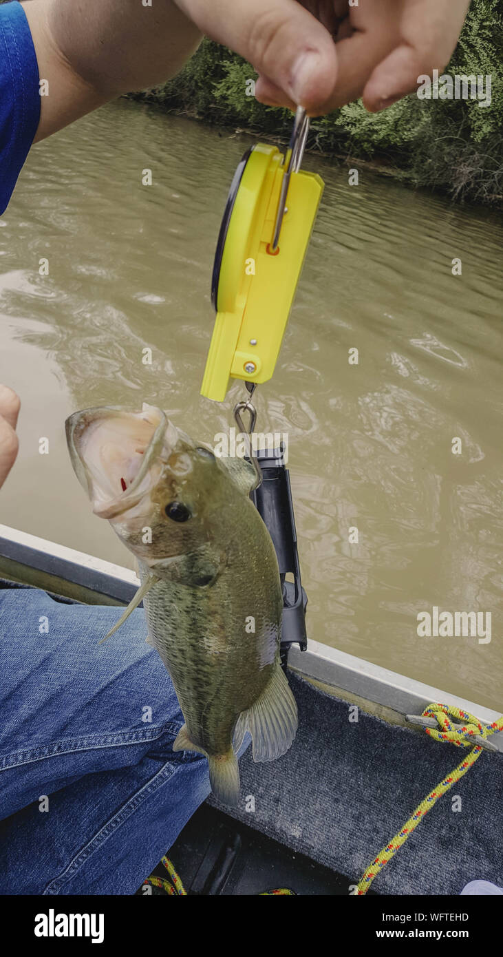 Over Sea Bass High Resolution Stock Photography and Images - Alamy