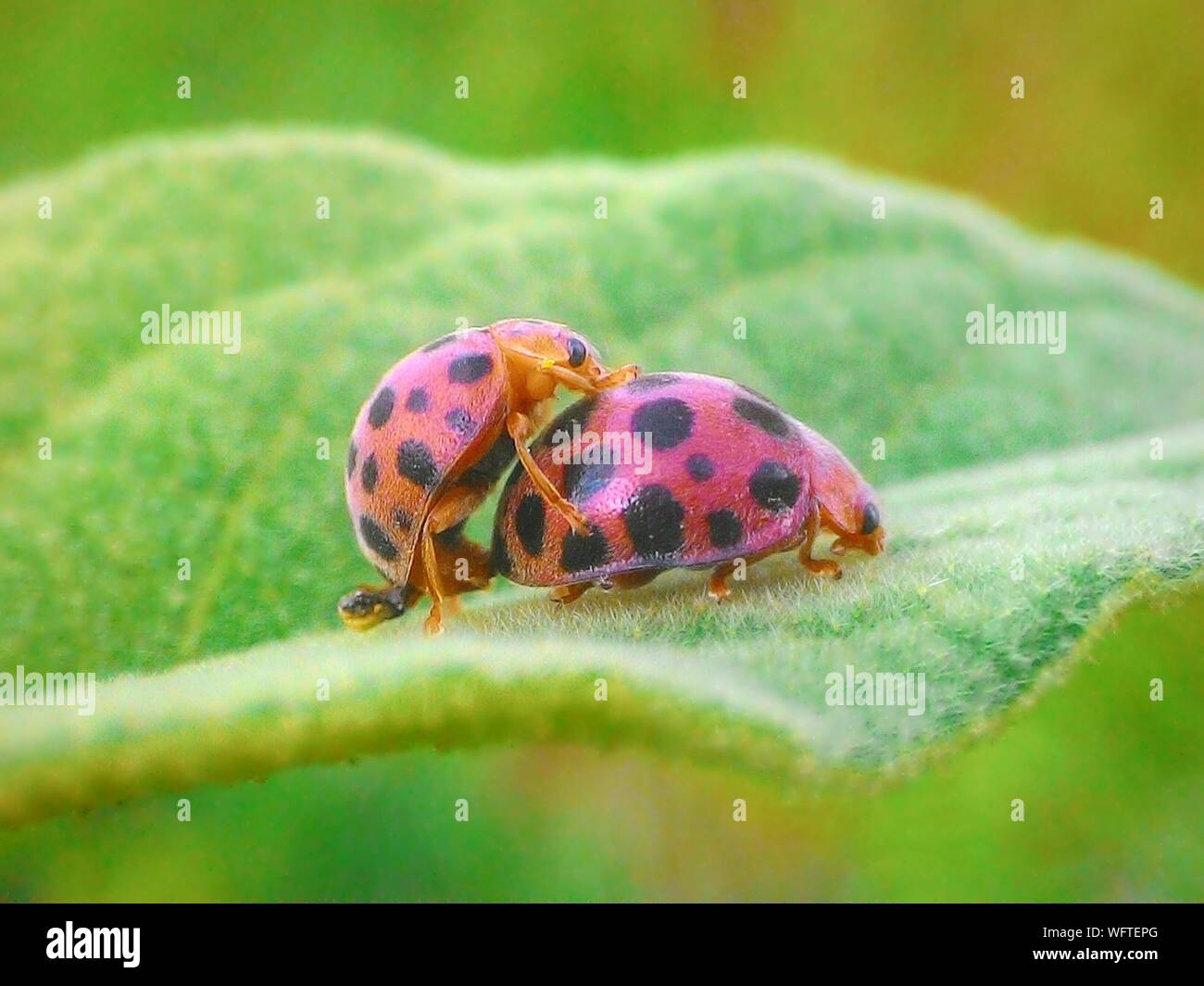 Ladybug mating on leaf hi-res stock photography and images - Alamy