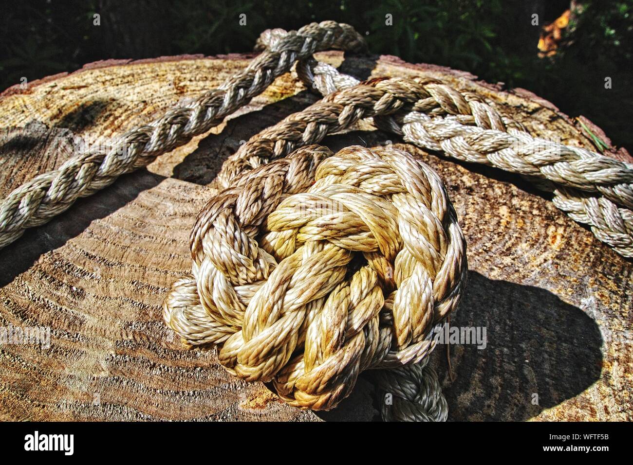 Twisted stump hi-res stock photography and images - Alamy