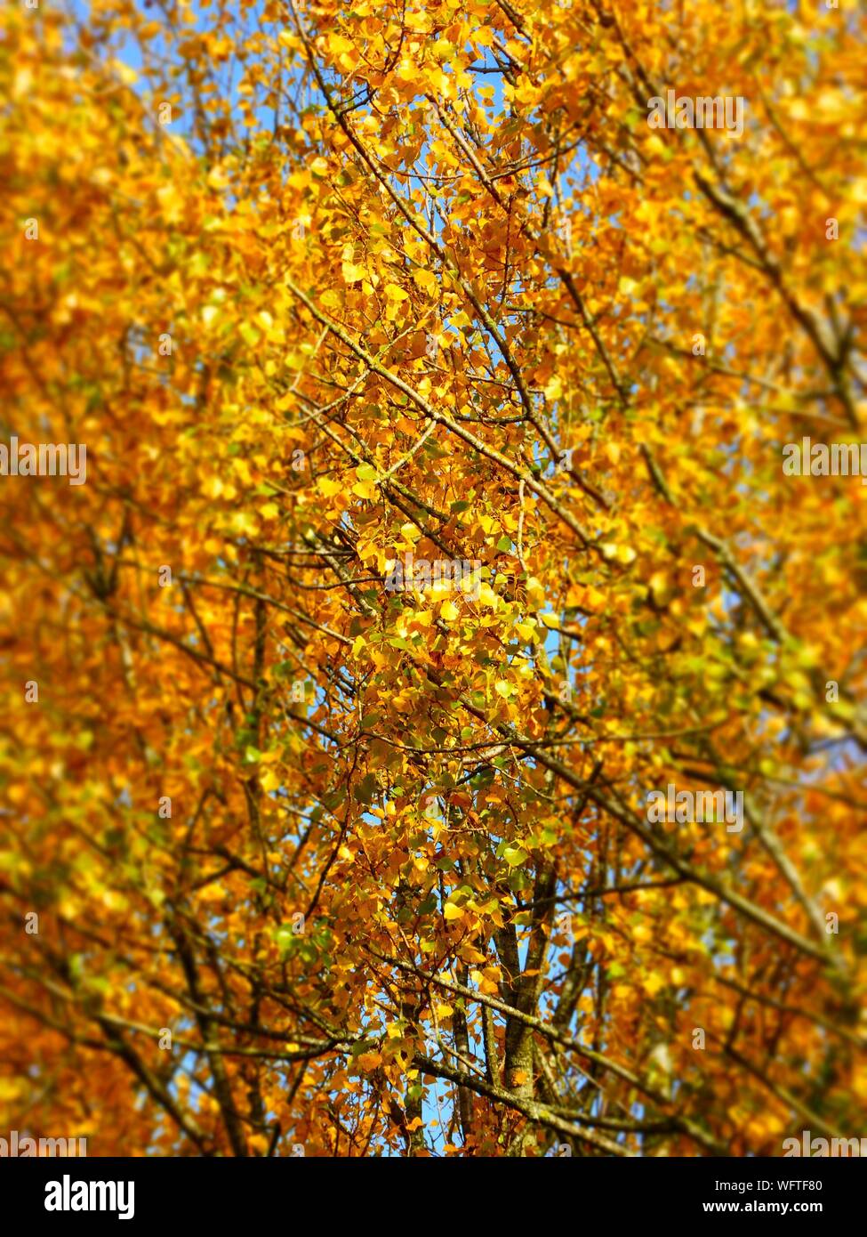 Lush of trees hi-res stock photography and images - Alamy