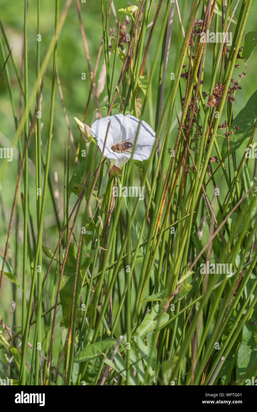 Honey Bee-like insect foraging on flower of Hedge Bindweed / Calystegia ...