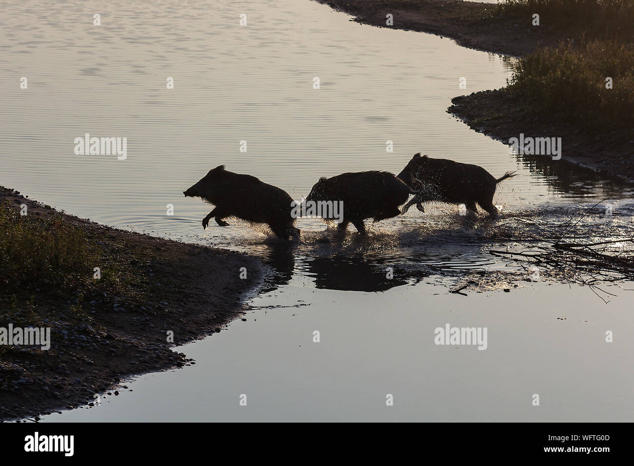Boar in lake hi-res stock photography and images - Alamy