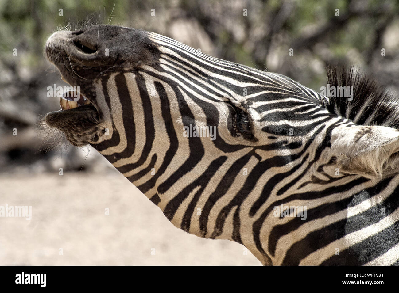 Zebra Teeth Structure