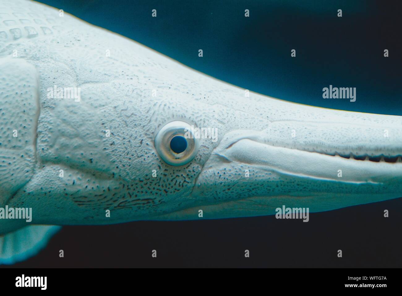 Alligator fish alligator gar alligator hi-res stock photography and ...