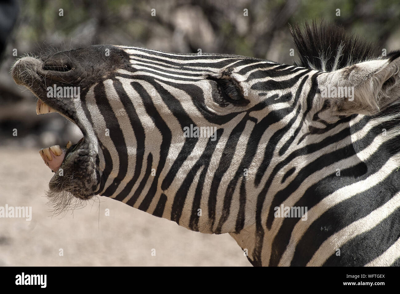 Grant’s Zebra. Closeup of head with mouth open and barking and looking ...