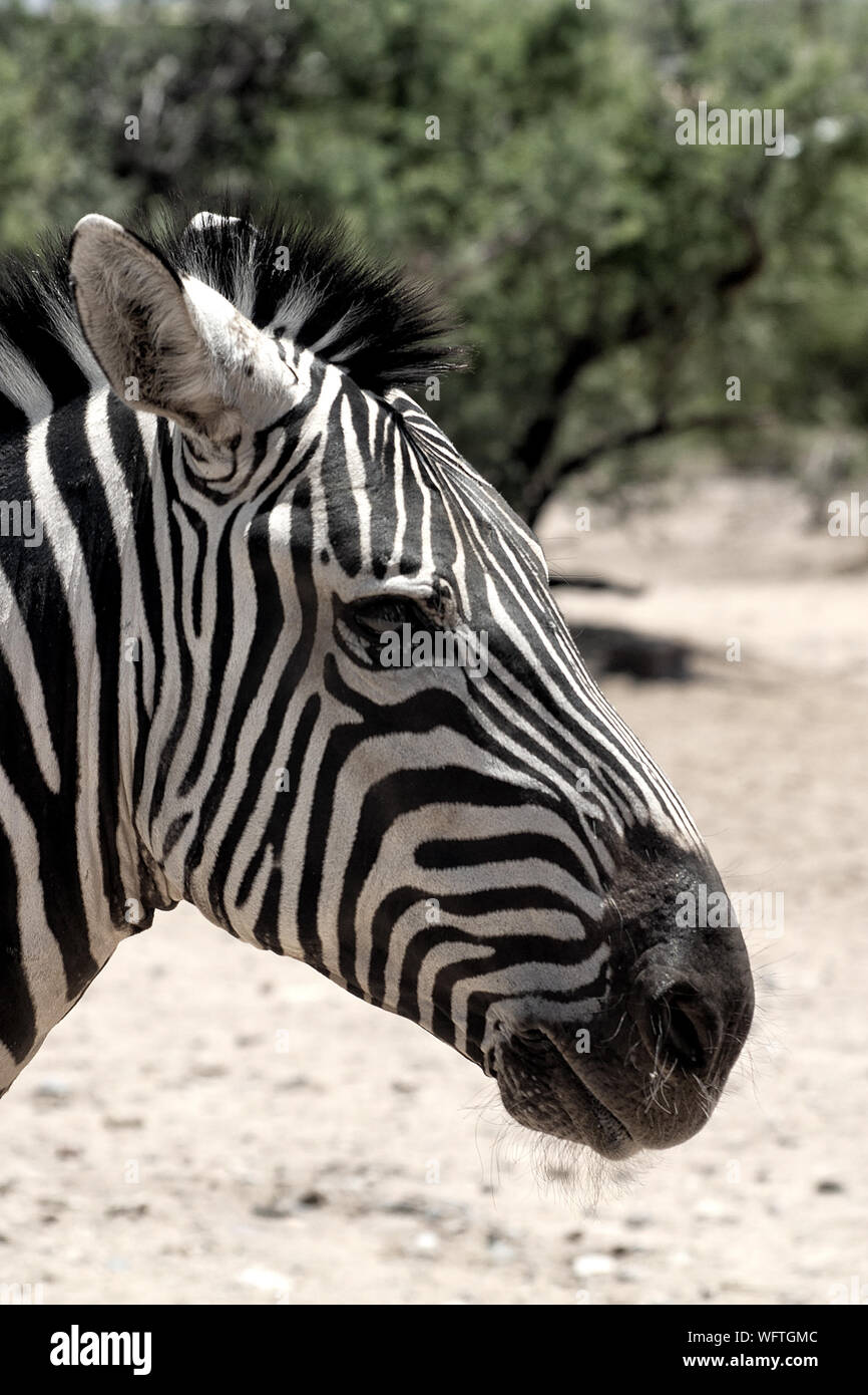 Zebra head facing hi-res stock photography and images - Alamy