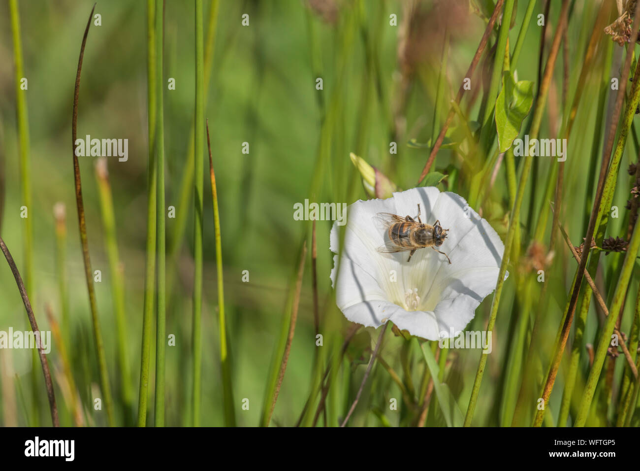 Honey Bee-like insect foraging on flower of Hedge Bindweed / Calystegia ...