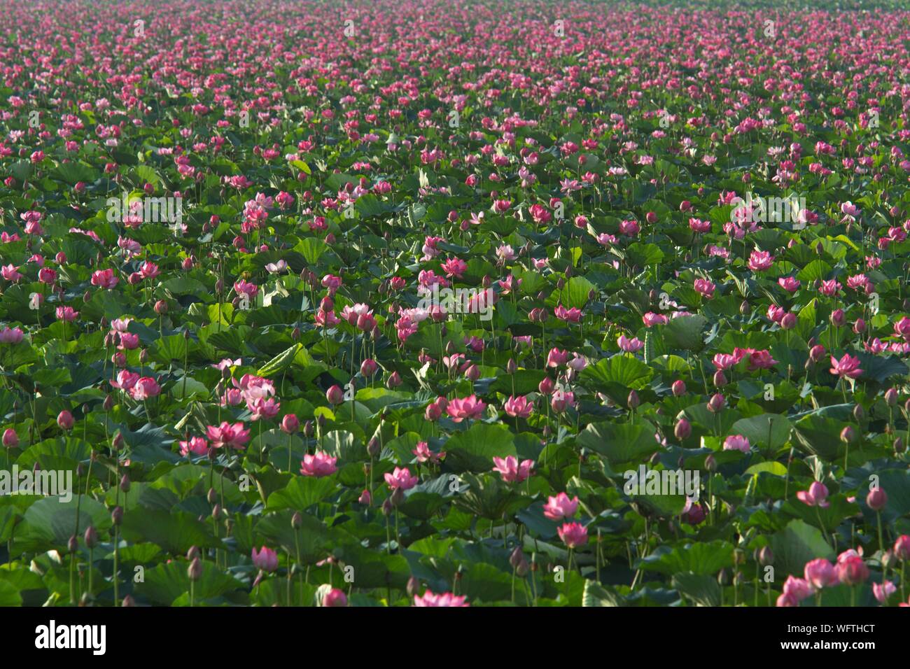 Growing lotus flowers hi-res stock photography and images - Alamy