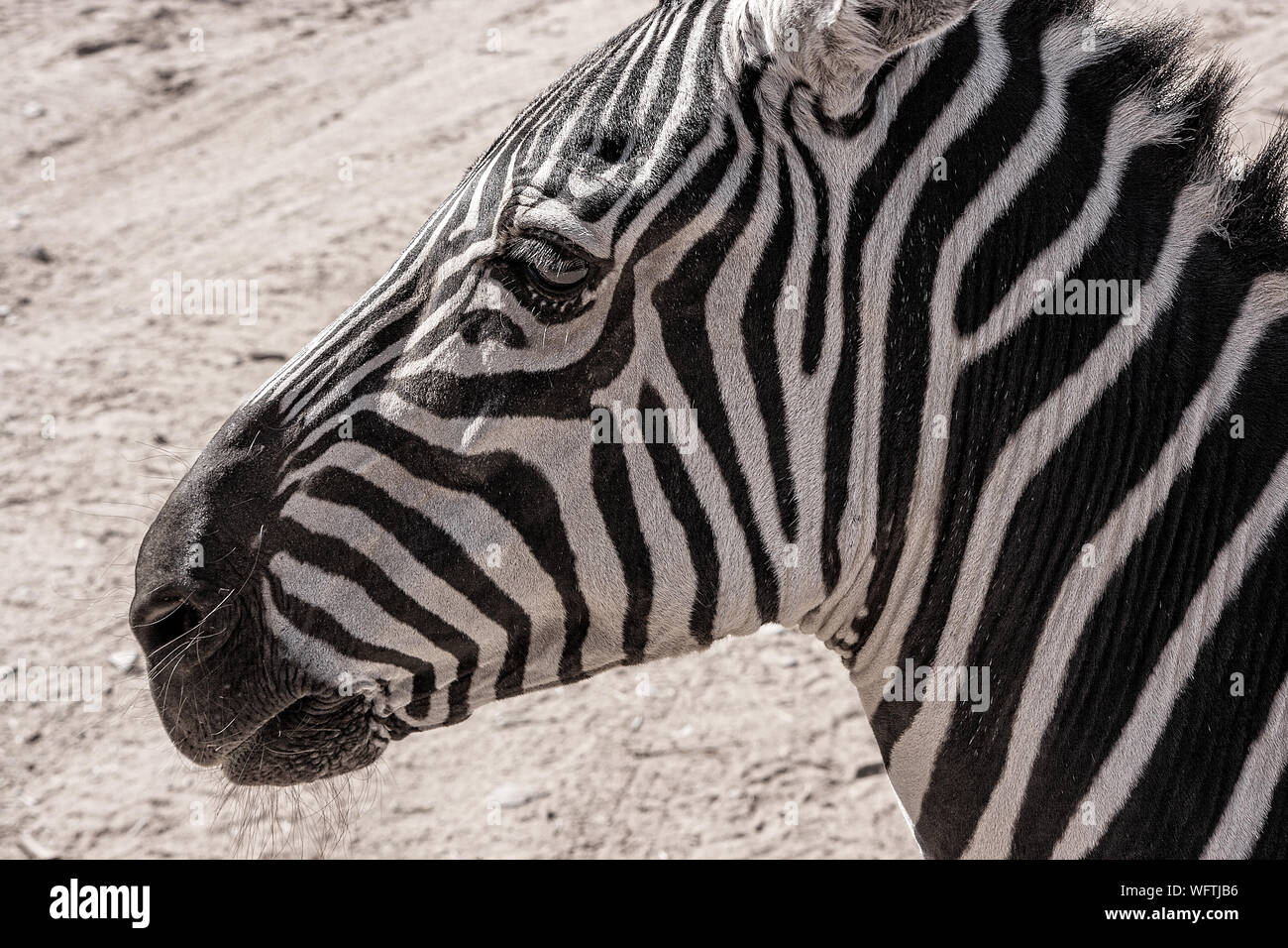 Zebra head facing hi-res stock photography and images - Alamy