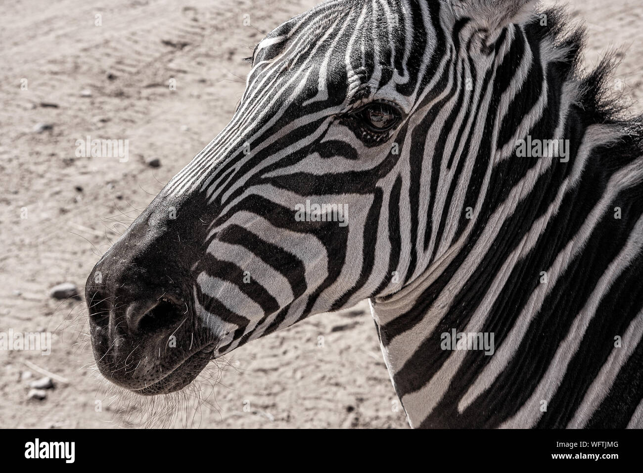 Zebra head facing hi-res stock photography and images - Alamy