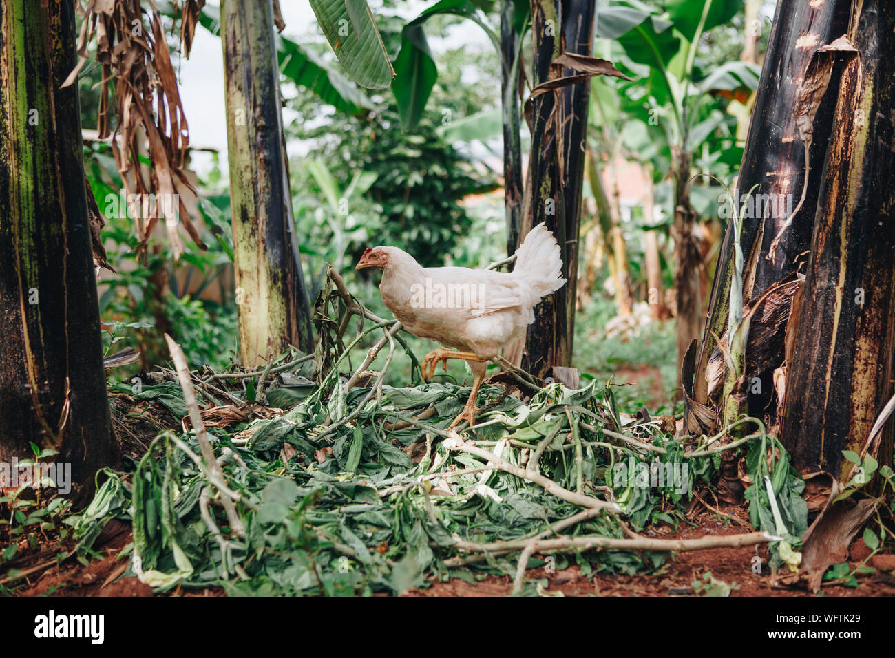 Chicken branch hi-res stock photography and images - Alamy