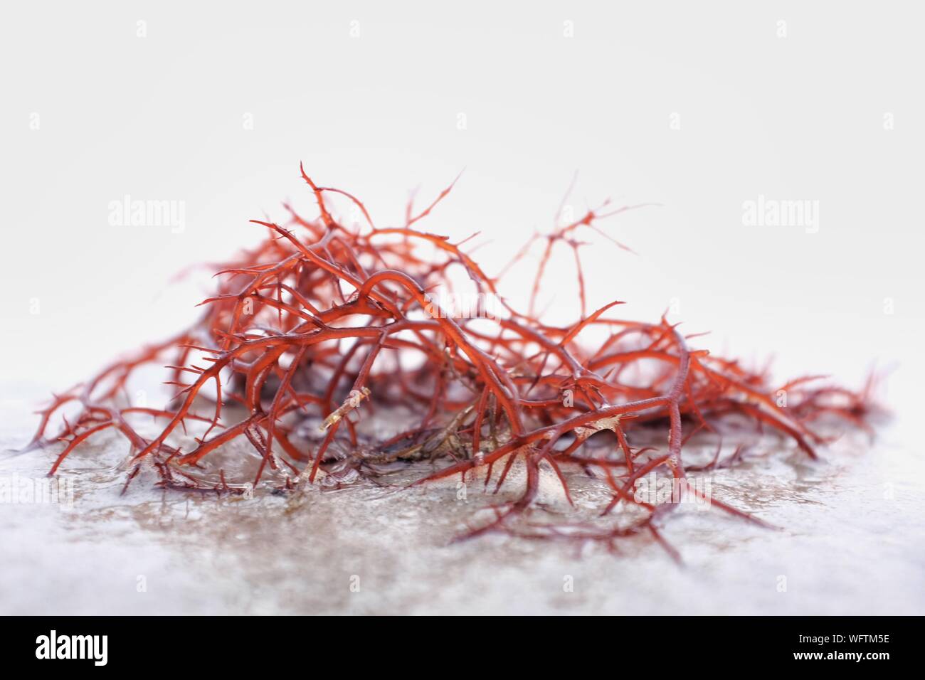 Brown root plant hi-res stock photography and images - Alamy