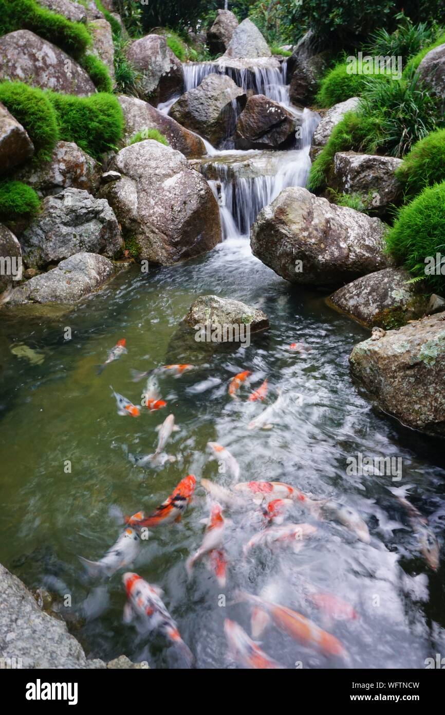 Fish in river hi-res stock photography and images - Alamy