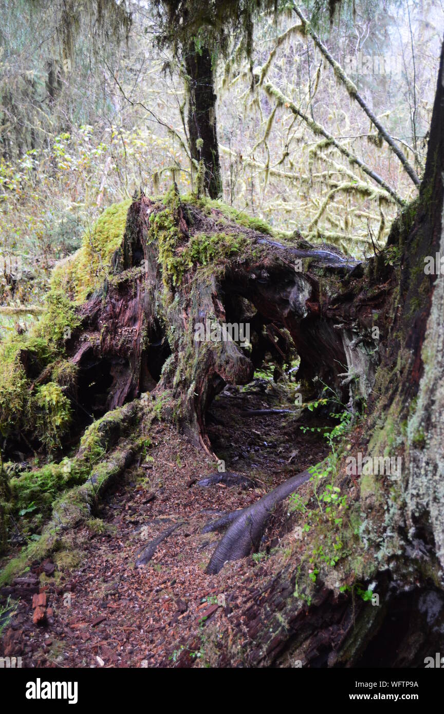 Dead Moss High Resolution Stock Photography and Images - Alamy