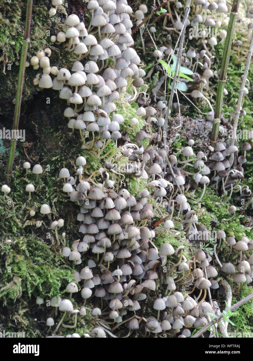 Grow view hi-res stock photography and images - Alamy