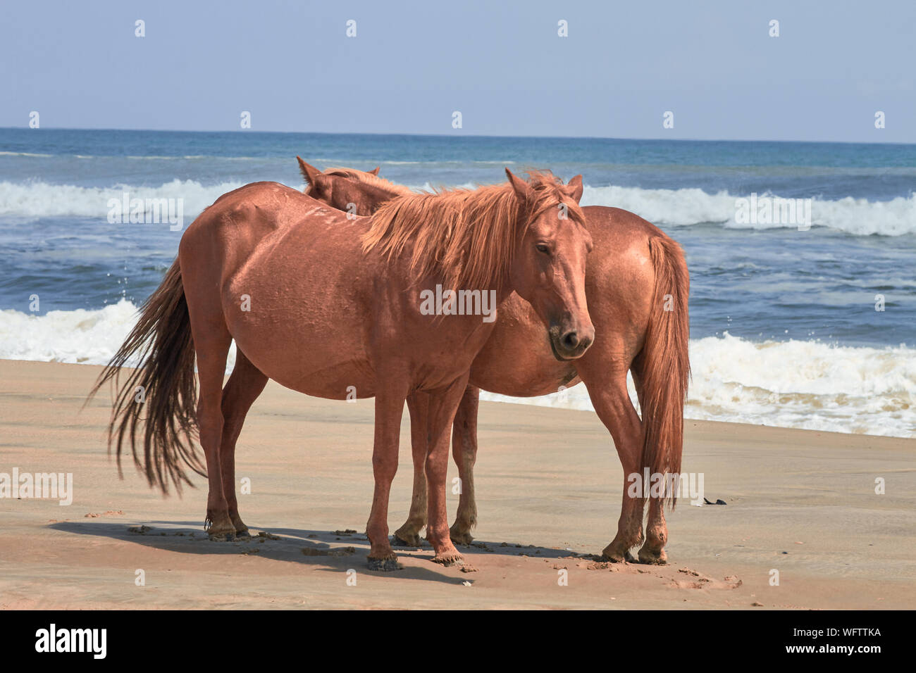 Domestic horses on beach hi-res stock photography and images - Alamy