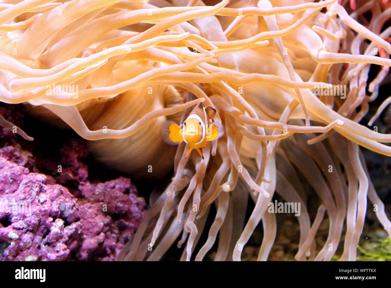 Clownfish swimming hi-res stock photography and images - Alamy