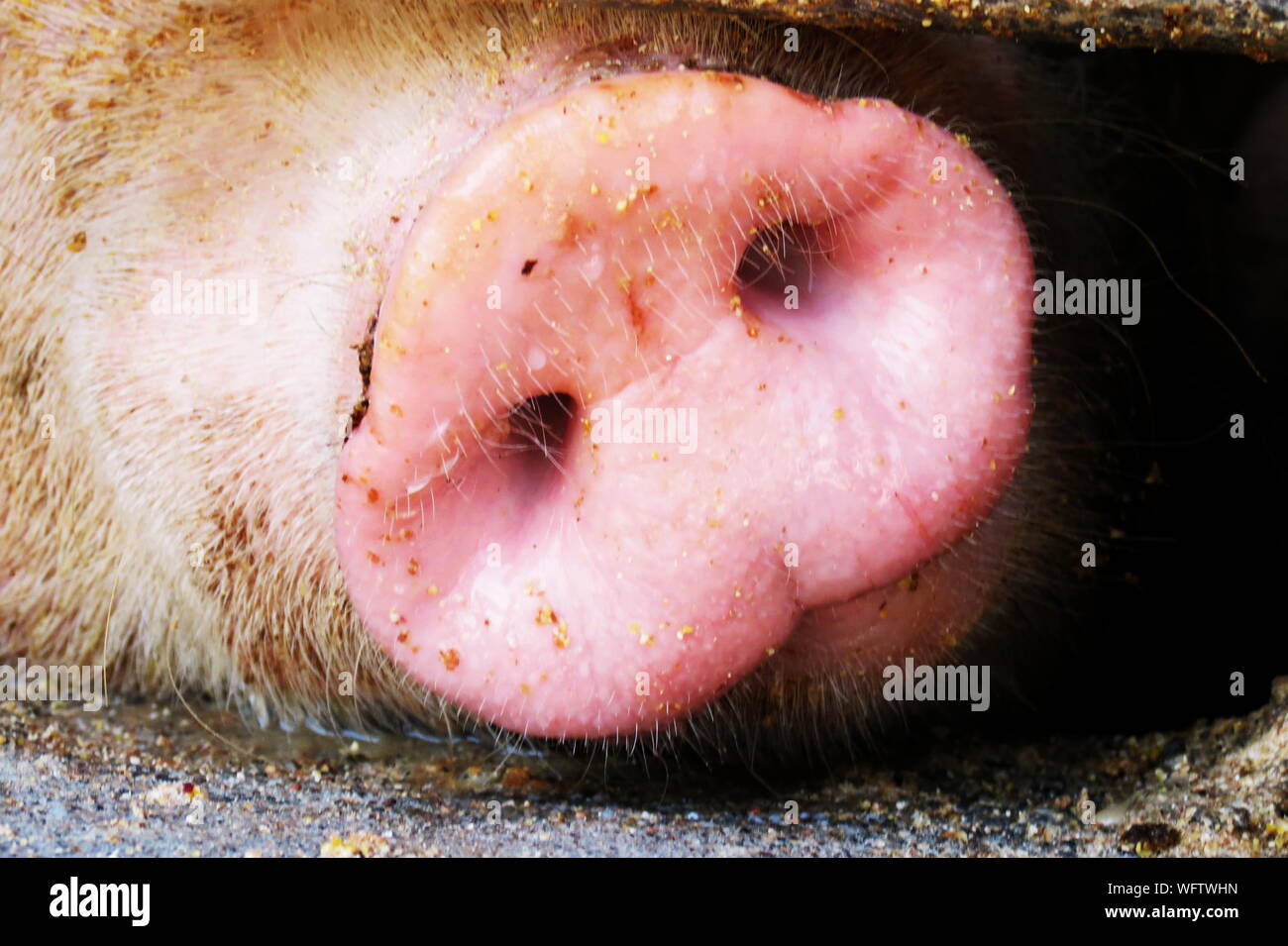 Pig nose hi-res stock photography and images - Alamy