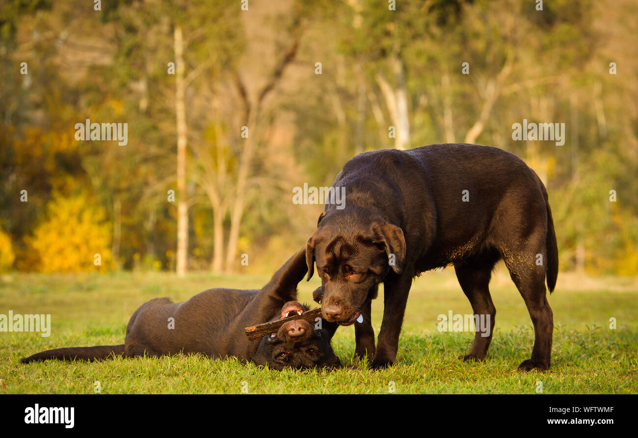 Black labrador retriever playing hi-res stock photography and images ...