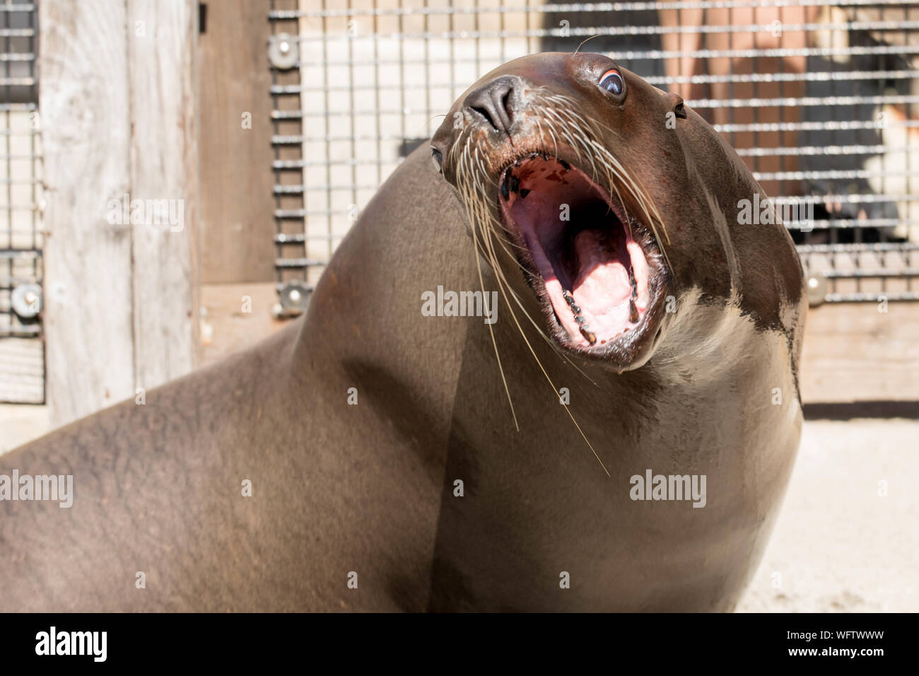 Seal open mouth hi-res stock photography and images - Alamy