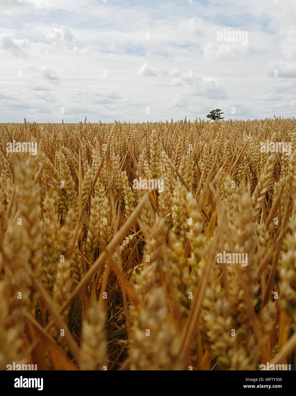 Duck wheat hi-res stock photography and images - Alamy