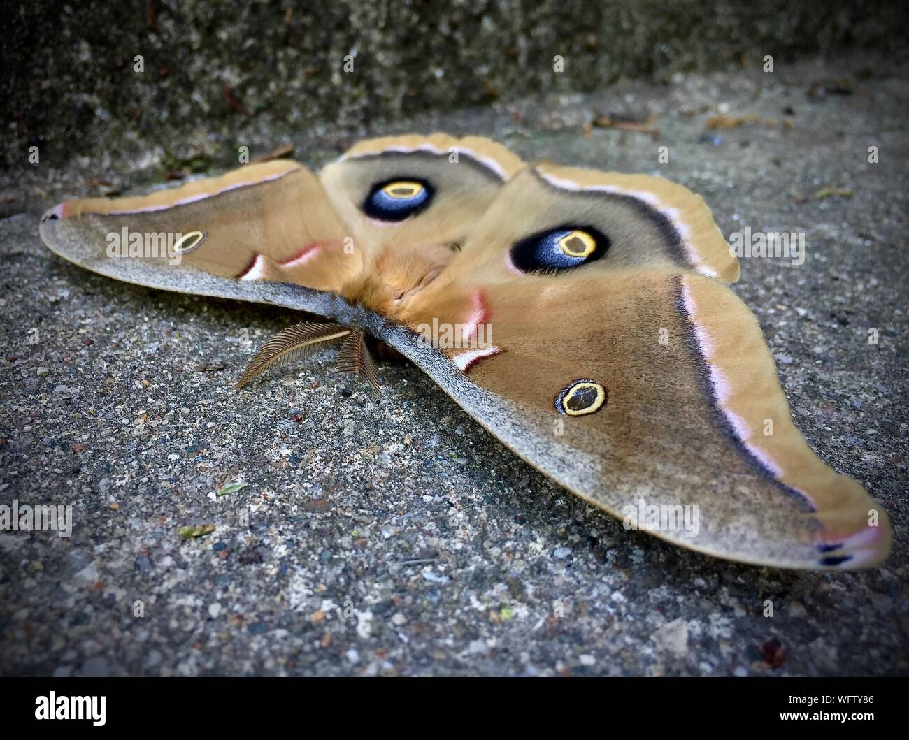 Wild silk moth hi-res stock photography and images - Alamy