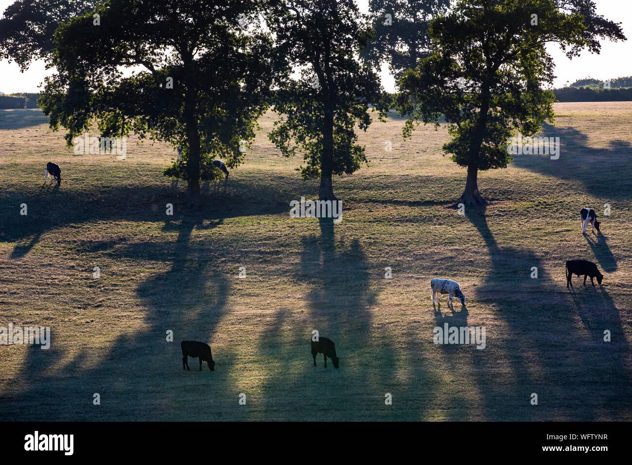 Cattle in field at sunset Stock Photo - Alamy