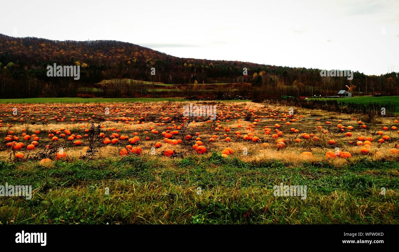 Pumpkin field hi-res stock photography and images - Alamy
