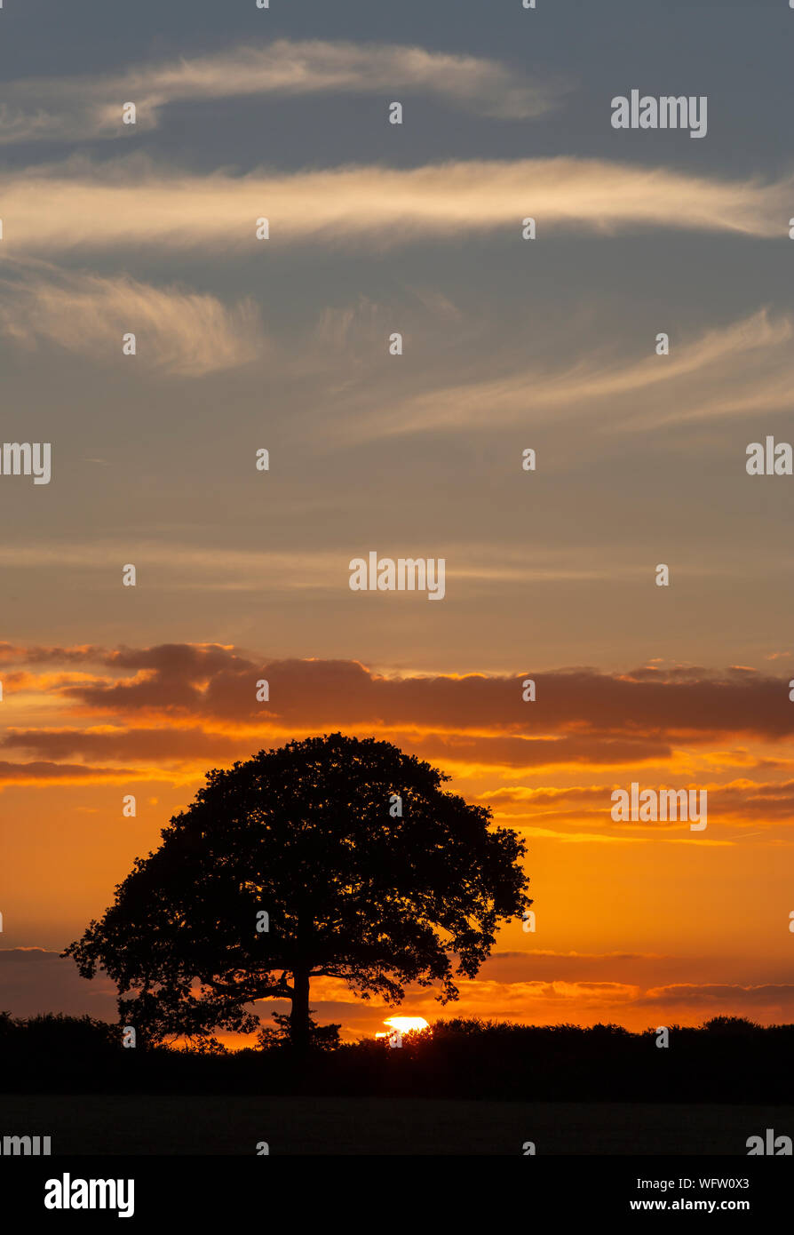 Sunset and tree Stock Photo - Alamy