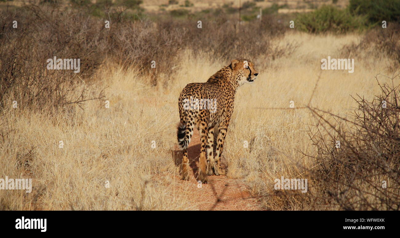 Rear species hi-res stock photography and images - Alamy