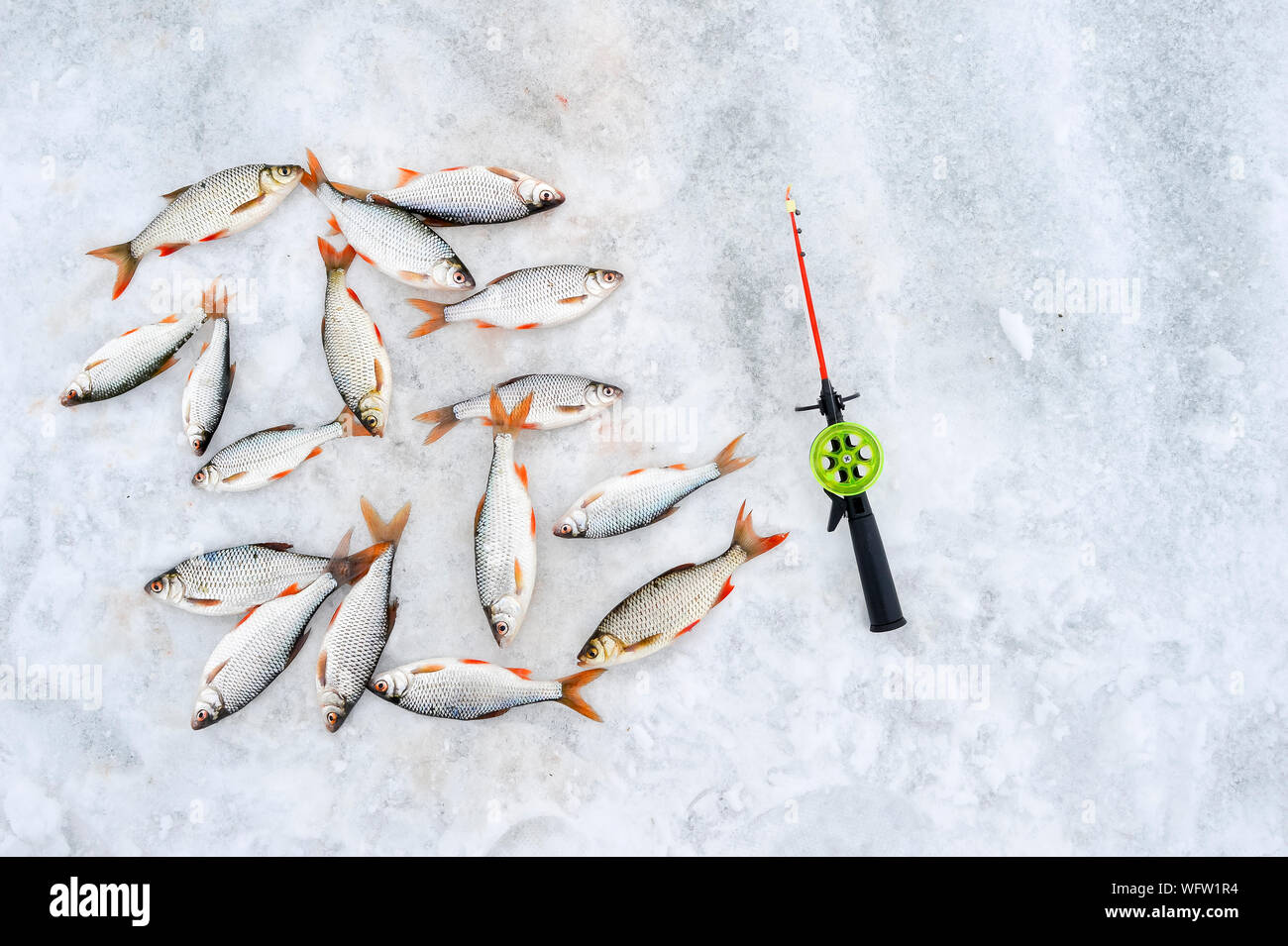 Winter fishing rod and caught fish roach with Rudd lie on the white ...