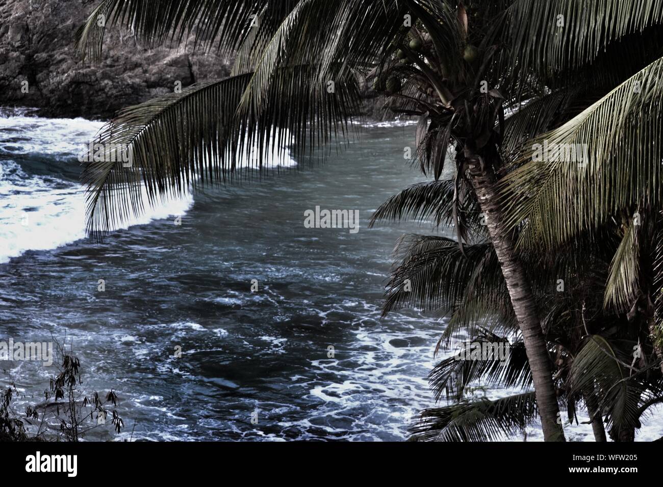 Palm trees in water hi-res stock photography and images - Alamy