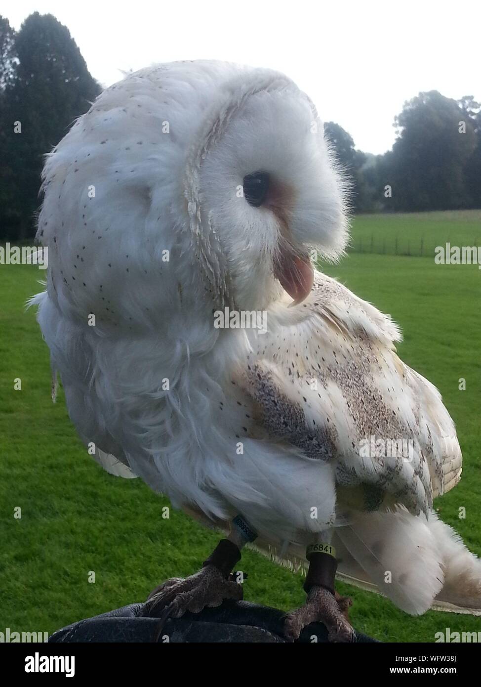 Barn Owl Feather Detail High Resolution Stock Photography and Images ...