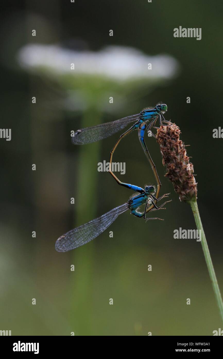 Male and female dragonflies hi-res stock photography and images - Alamy