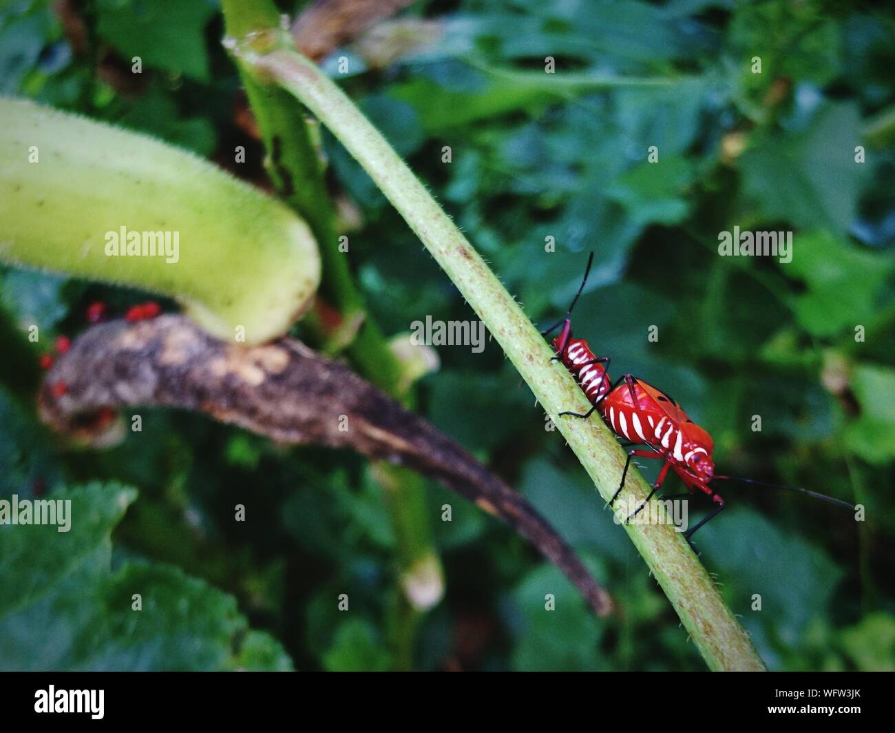 Red antenna insect hi-res stock photography and images - Alamy