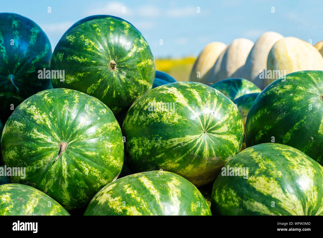 Mature melons hi-res stock photography and images - Alamy