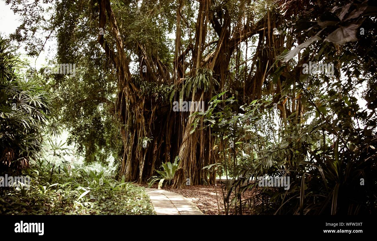 Strangler fig tree hi-res stock photography and images - Alamy